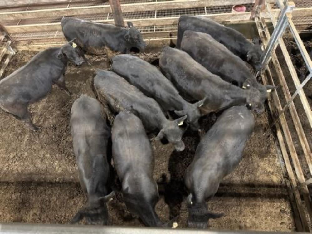 Pen 42/N - 10 Angus X Angus Weaner Steers 352.50kg (Total weight: 3525kg) | AuctionsPlus