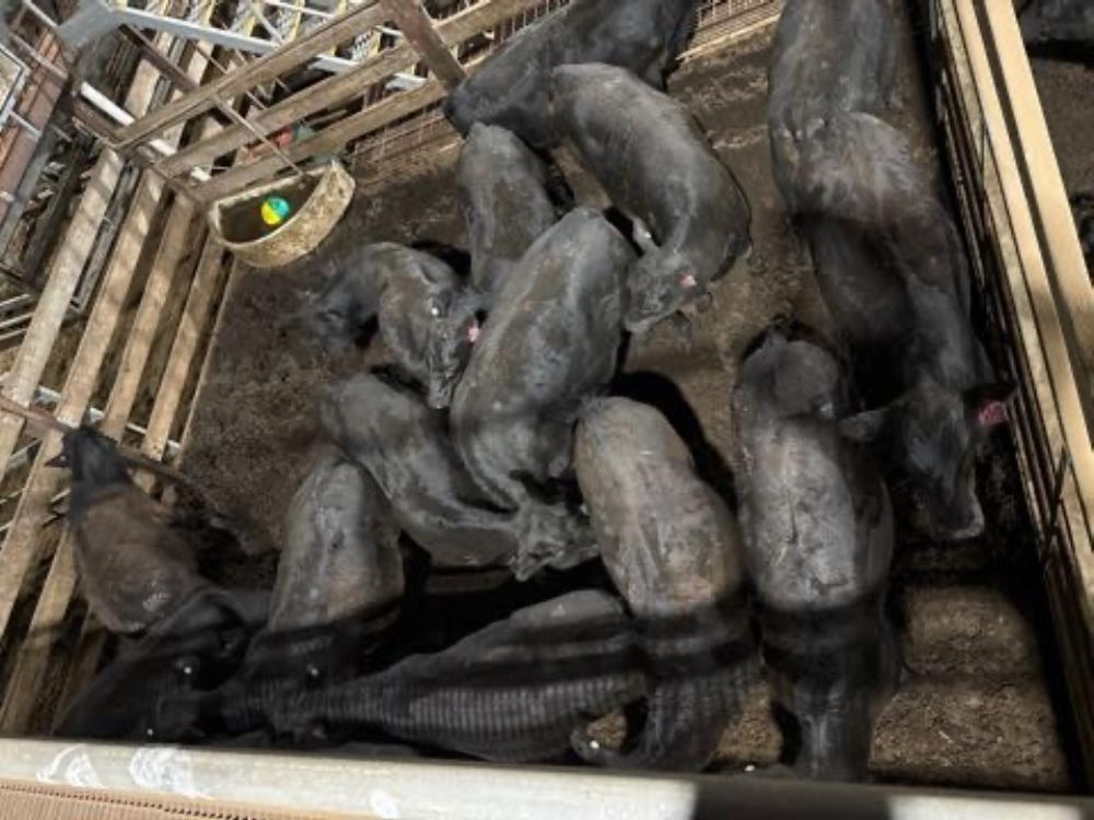 15 Angus X Angus Weaner Steers 344.30kg (Total weight: 5165kg) | AuctionsPlus