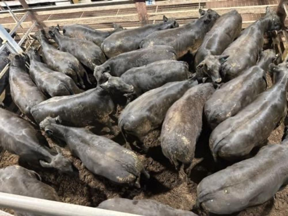 20 Angus Steer 417.80kg (Total weight: 8355kg) | AuctionsPlus