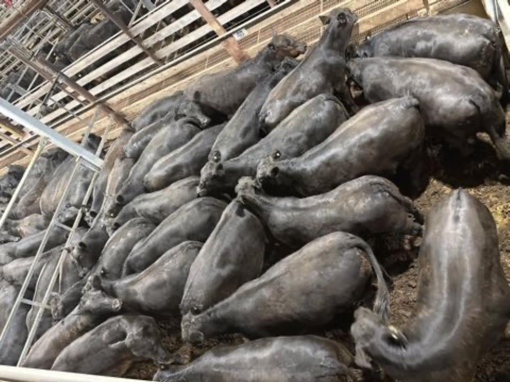 25 Angus Steer 420kg (Total weight: 10500kg) | AuctionsPlus