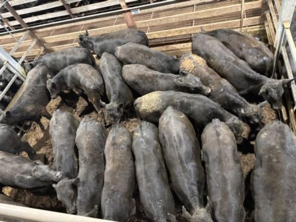 20 Angus Steer 382.50kg (Total weight: 7650kg) | AuctionsPlus