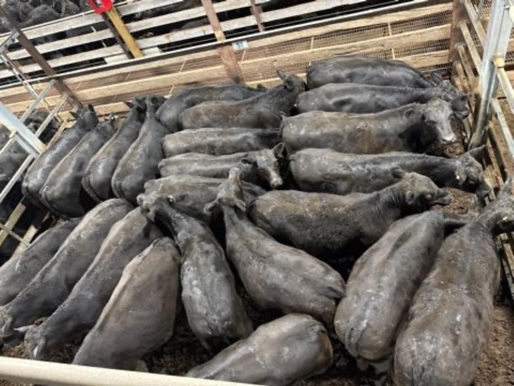 23 Angus Steer 365.40kg (Total weight: 8405kg) | AuctionsPlus