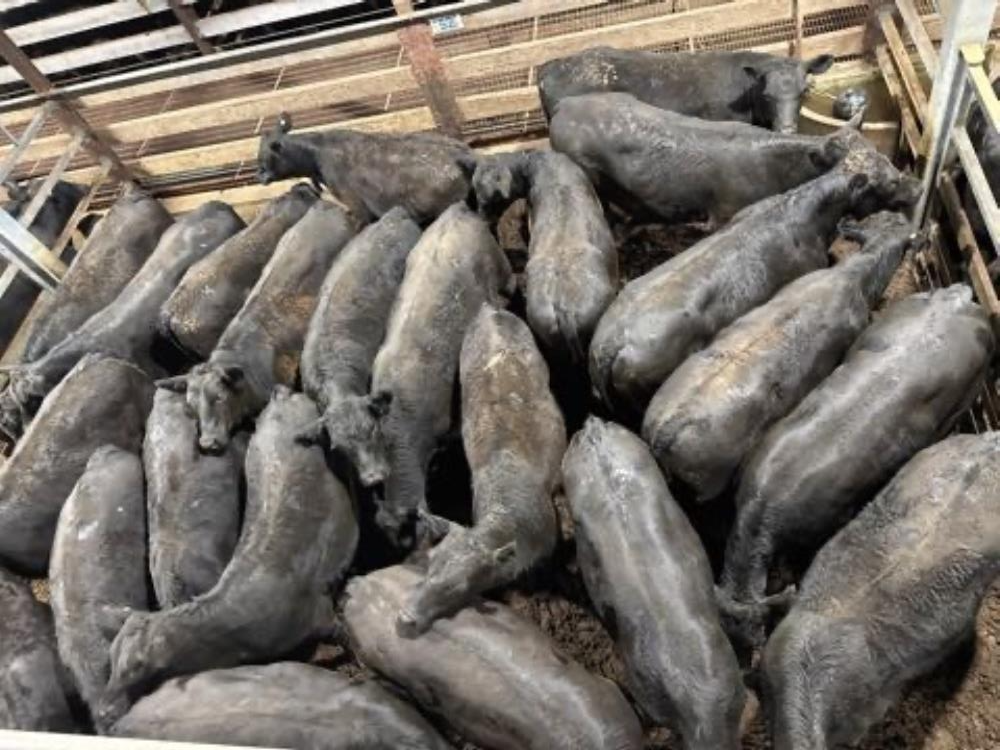 23 Angus Steer 329.30kg (Total weight: 7575kg) | AuctionsPlus