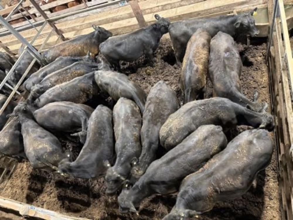 Pen 58/N - 18 Angus Steer 355.60kg (Total weight: 6400kg) | AuctionsPlus
