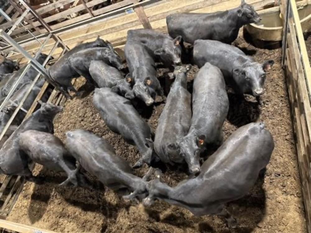 Pen 62/N - 14 Angus Weaner Steers 383.20kg (Total weight: 5365kg ...