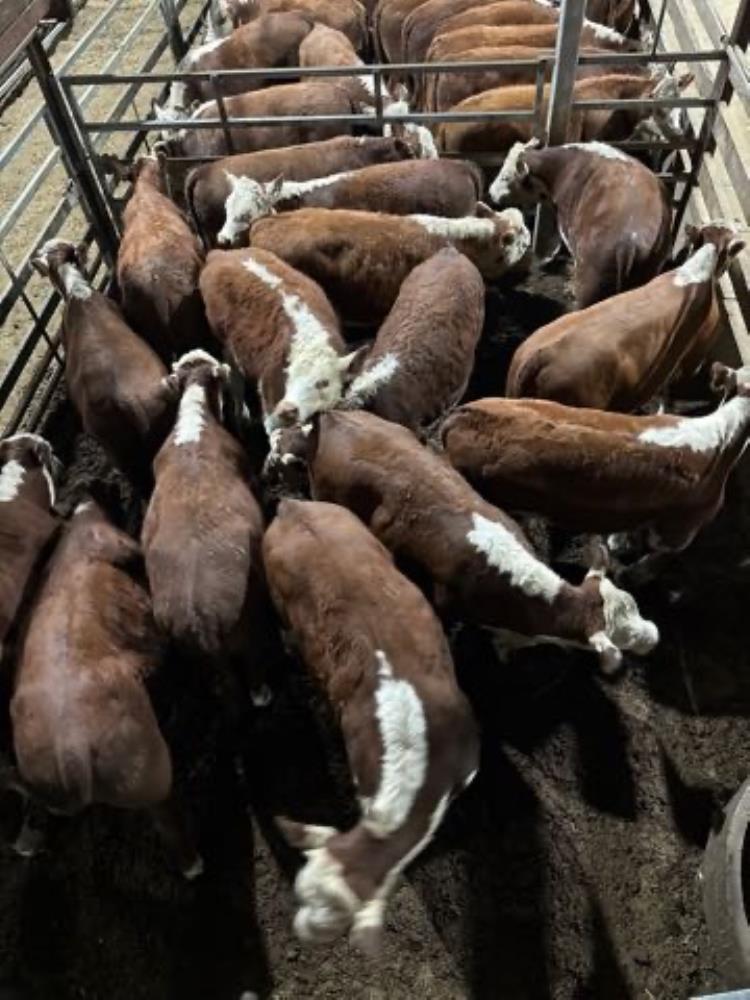 Pen 64/N - 15 Hereford Weaner Steers 409kg (Total weight: 6135kg ...