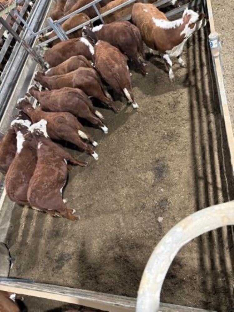 Pen 79/N - 12 Hereford Weaner Steers 362.10kg (Total weight: 4345kg ...