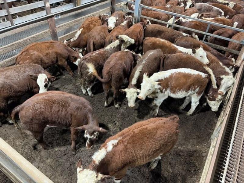 Pen 84/N - 18 Hereford Weaner Steers 325kg (Total weight: 5850kg ...