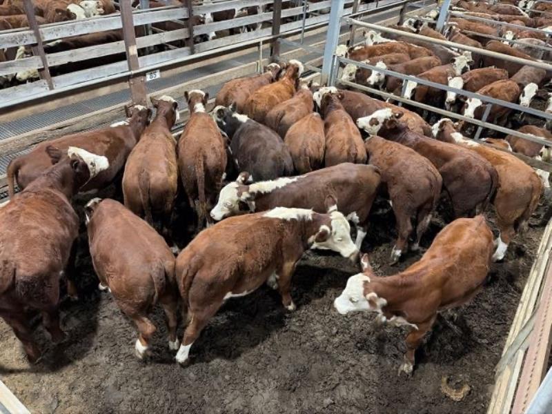 Pen 85/N - 20 Hereford Weaner Steers 337.50kg (Total weight: 6750kg ...