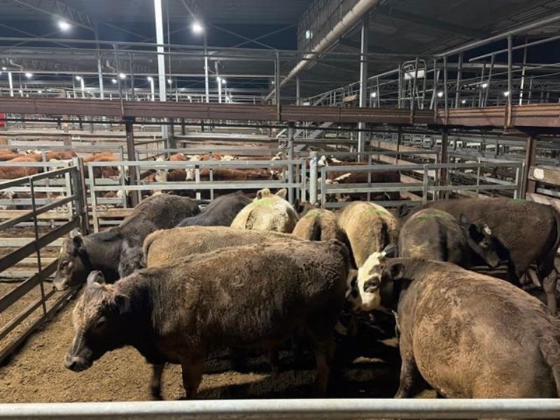 Pen 99/N - 6 Simmental X Weaner Steers 371.70kg (Total weight: 2230kg ...