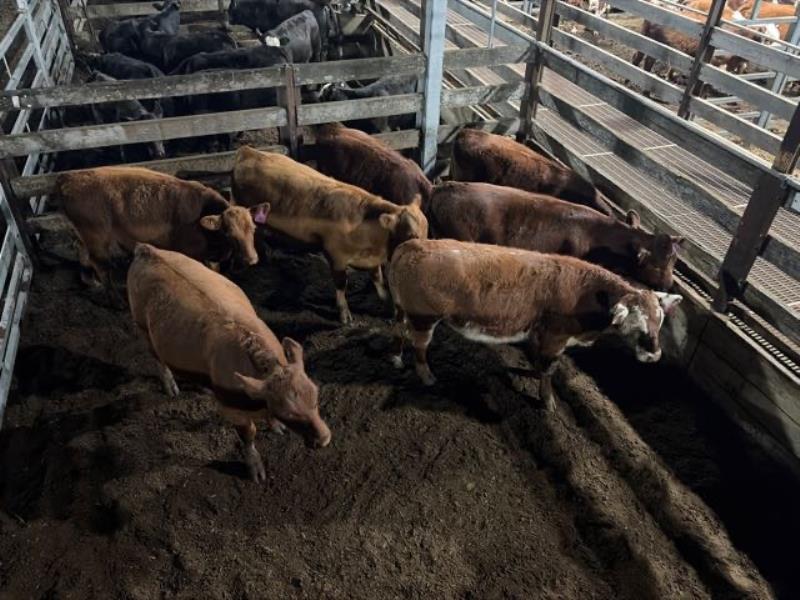 Pen 104/N - 7 Red Angus X Steer 317.90kg (Total weight: 2225kg ...