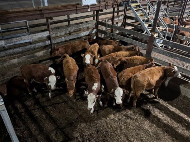 Pen 108/N - 13 Red Angus X Steer 195kg (Total weight: 2535kg ...