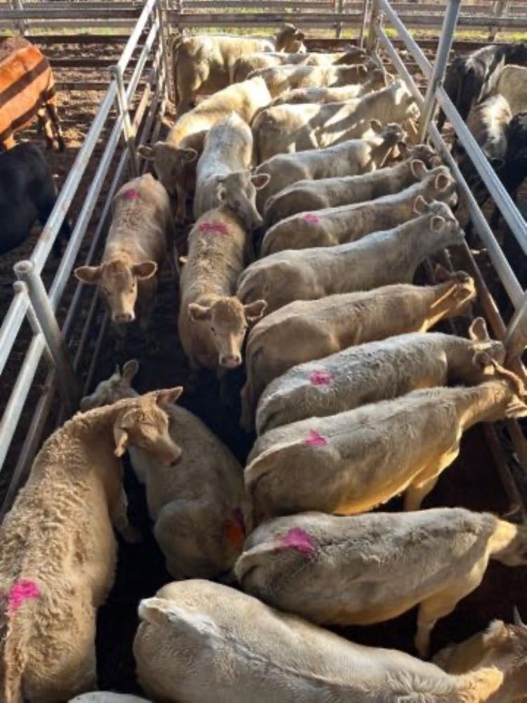 Pen 333/L - 11 Charolais Weaner Heifers | AuctionsPlus