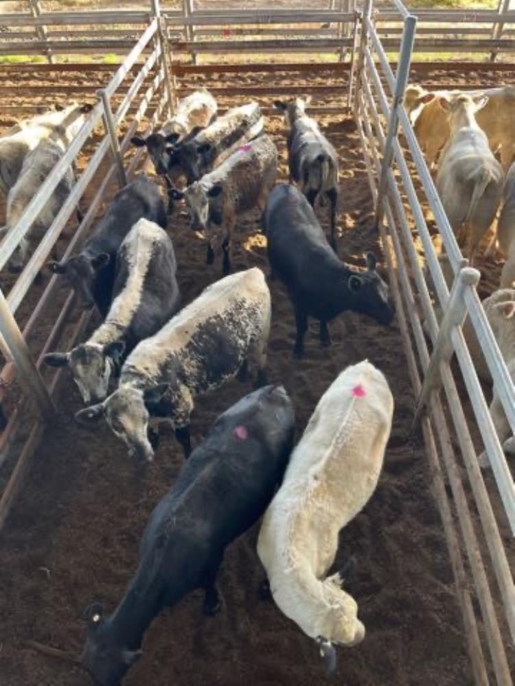 Pen 337/L - 6 Speckle Park Weaner Heifers | AuctionsPlus