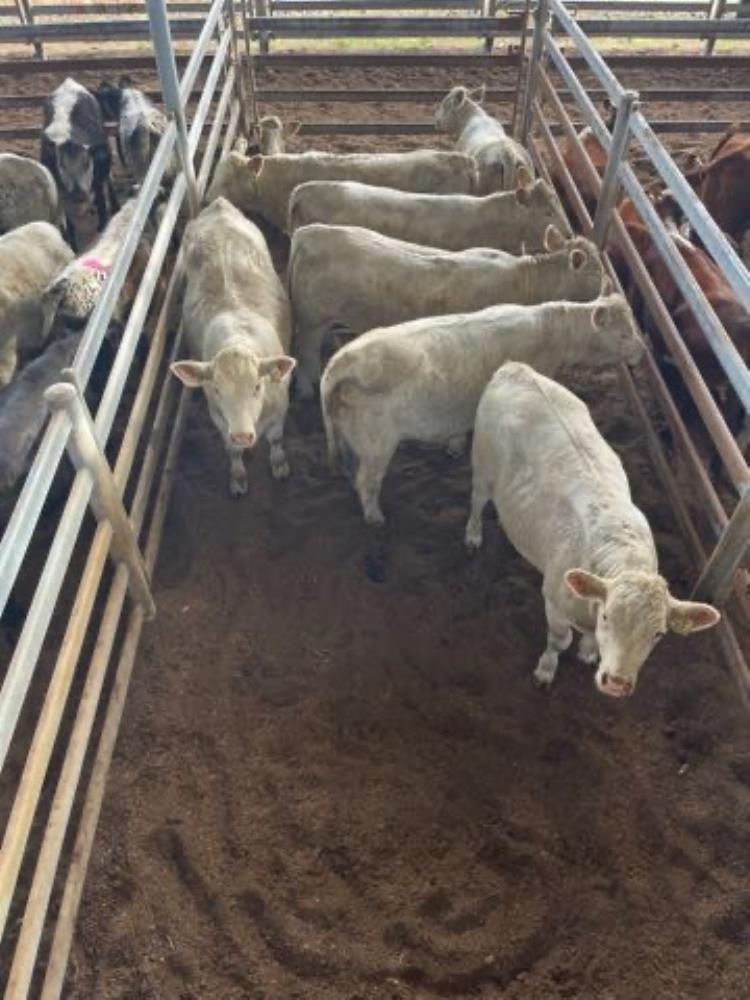 Pen 338/N - 8 Charolais Weaner Heifers | AuctionsPlus