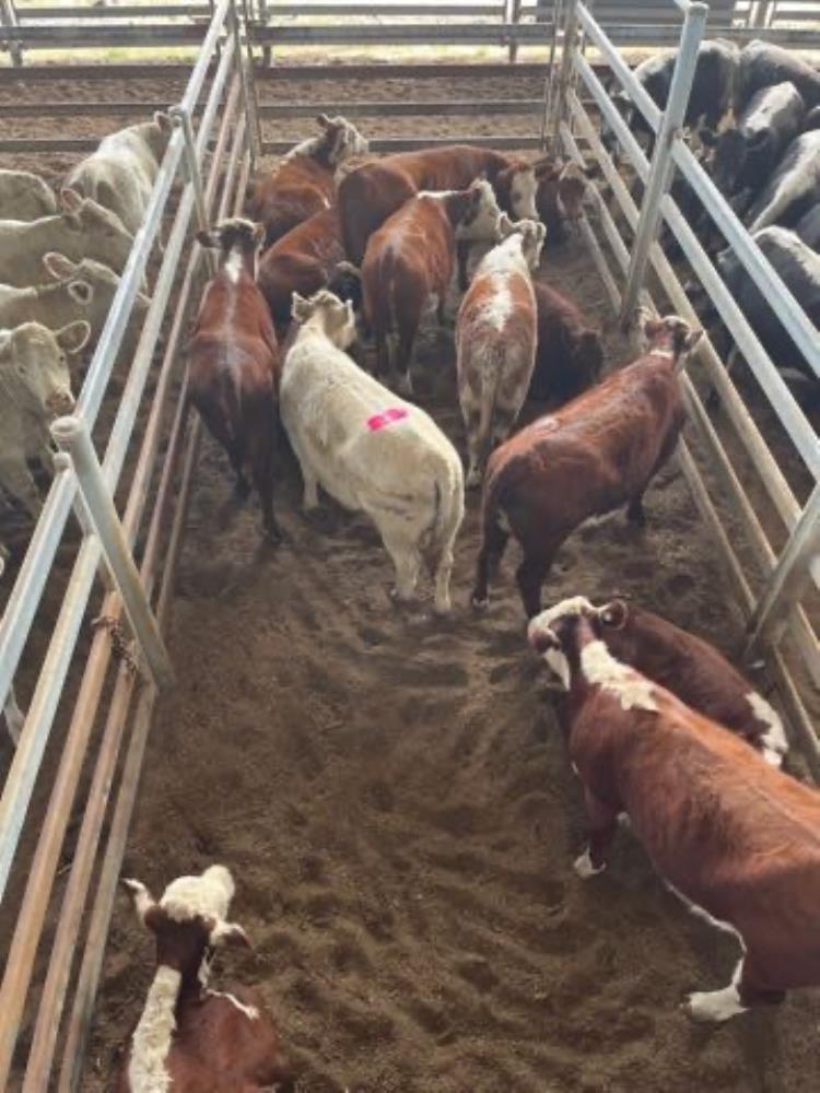 Pen 339/N - 14 Hereford Weaner Heifers | AuctionsPlus