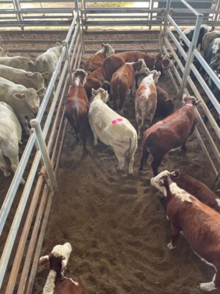 Pen 339/L - 1 Charolais Weaner Heifers | AuctionsPlus