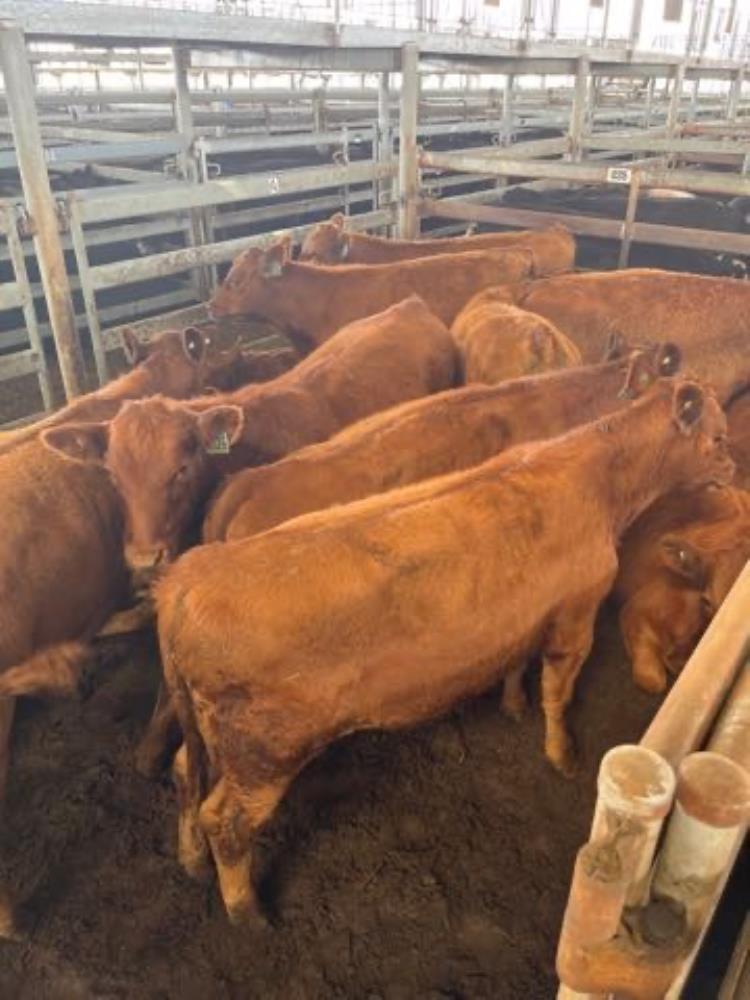 Pen 35/N - 17 Red Angus Weaner Steers | AuctionsPlus