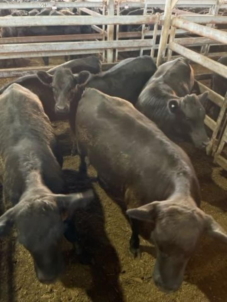 Pen 204/N - 5 Angus Weaner Heifers | AuctionsPlus
