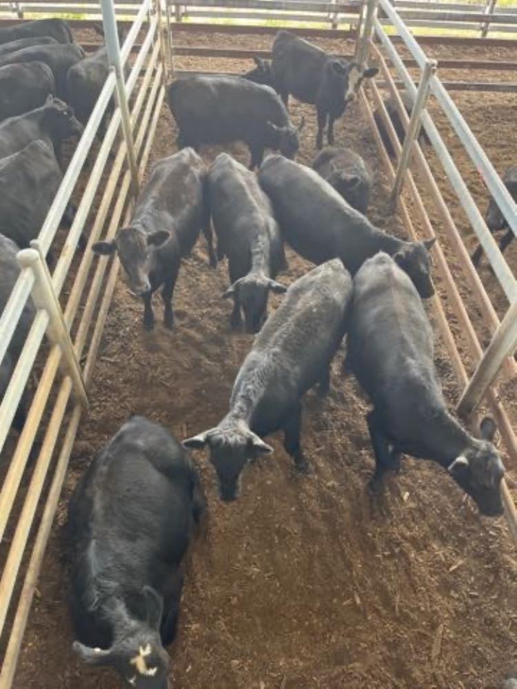 Pen 326/N - 11 Angus X Heifer | AuctionsPlus