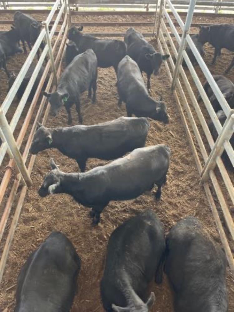 Pen 327/N - 11 Angus Heifer | AuctionsPlus