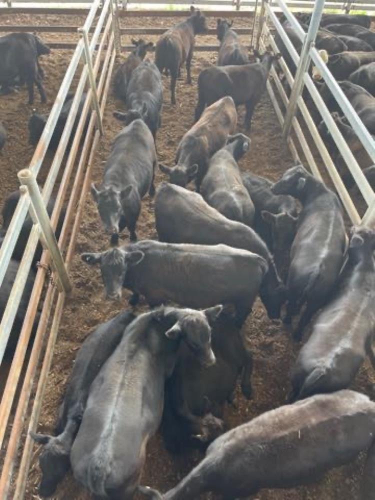 19 Angus Heifer 246.30kg (Total weight: 4680kg) | AuctionsPlus
