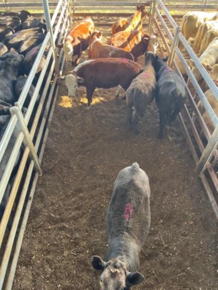 Pen 332-N - 3 Simmental X Heifer 375kg (Total weight: 1125kg ...