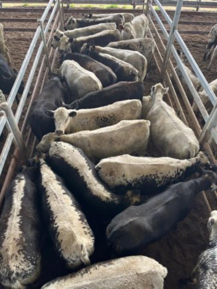 Pen 335-N - 24 Speckle Park X Heifer 281.30kg (Total weight: 6750kg ...