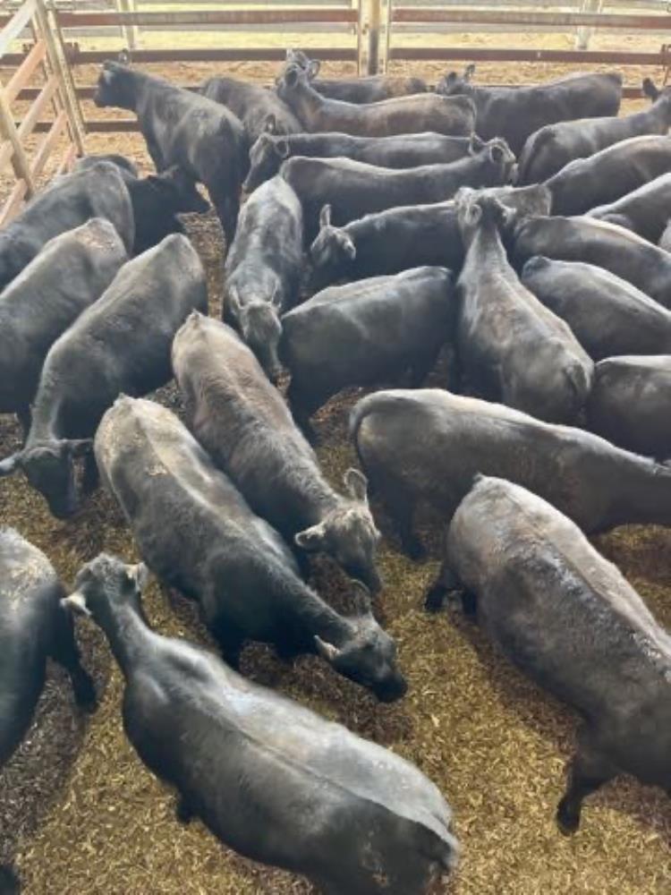 Pen 409-N - 32 Angus Weaner Steers 331.60kg (Total weight: 10610kg ...