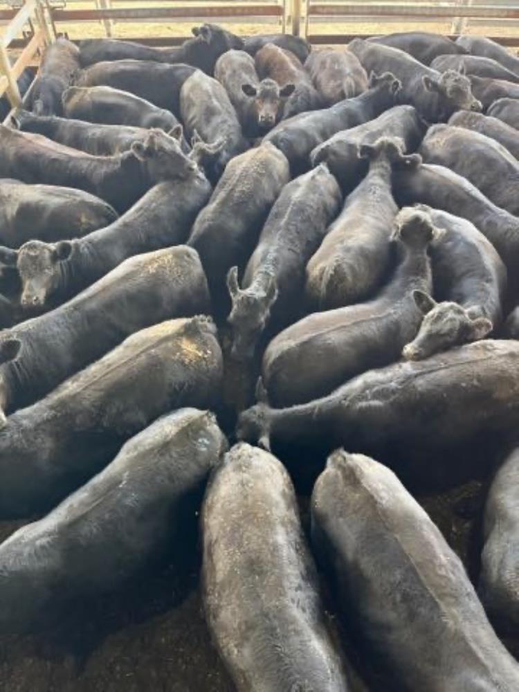 Pen 412-N - 43 Angus Weaner Steers 378.30kg (Total weight: 16265kg ...