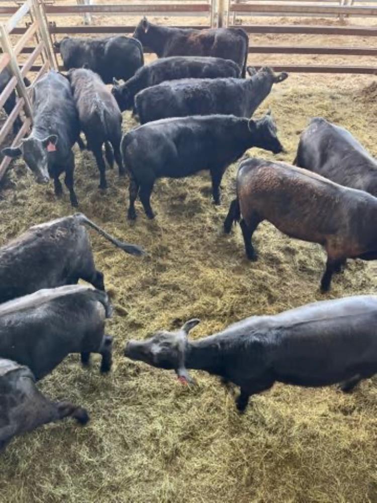 Pen 419-N - 16 Angus X Angus Weaner Steers 330kg (Total weight: 5280kg) | AuctionsPlus