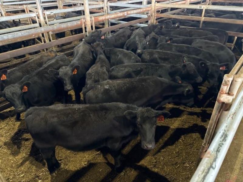 Pen 191-N - 19 Angus X Angus Weaner Heifers 234.20kg (Total weight ...