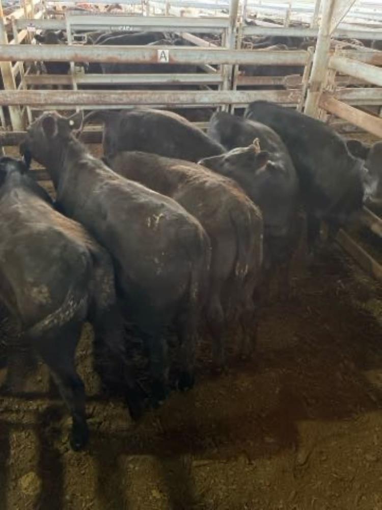 Pen 204A - 6 Angus Weaner Heifers 301.70kg (Total weight: 1810kg ...