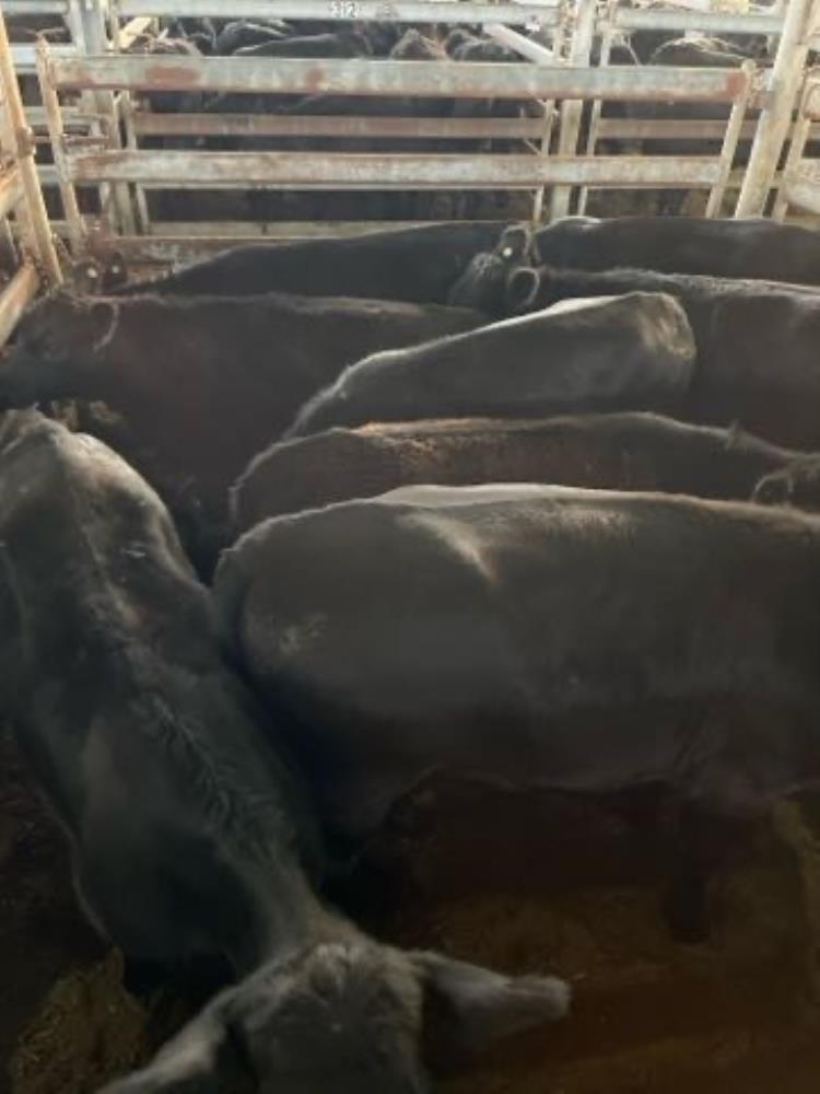 Pen 205-N - 9 Angus Weaner Heifers 261.10kg (Total weight: 2350kg ...