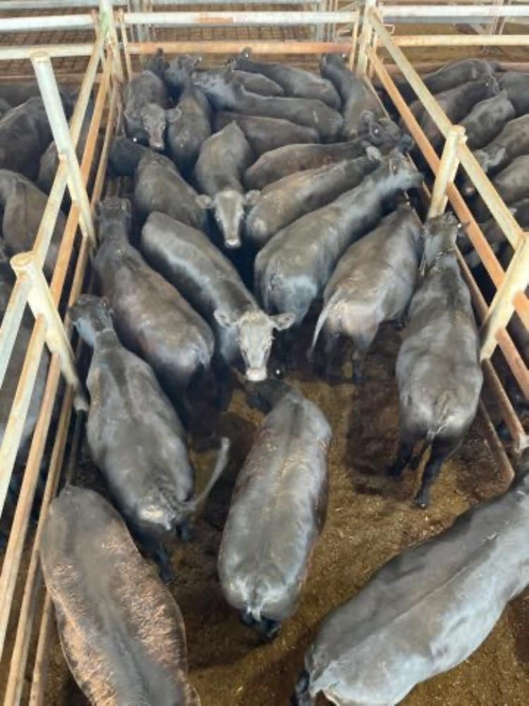 Pen 302-N - 20 Angus X Angus Weaner Heifers 313kg (Total weight: 6260kg ...