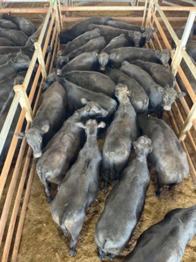 Pen 303-N - 20 Angus X Angus Weaner Heifers 265.50kg (Total weight ...