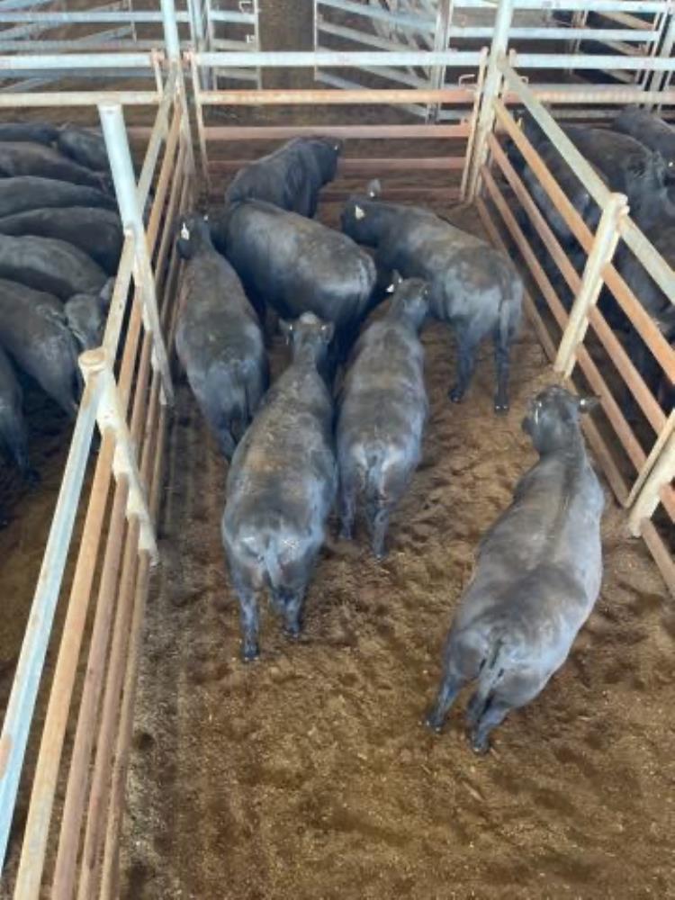 Pen 304-N - 8 Angus X Angus Weaner Heifers 361.30kg (Total weight ...