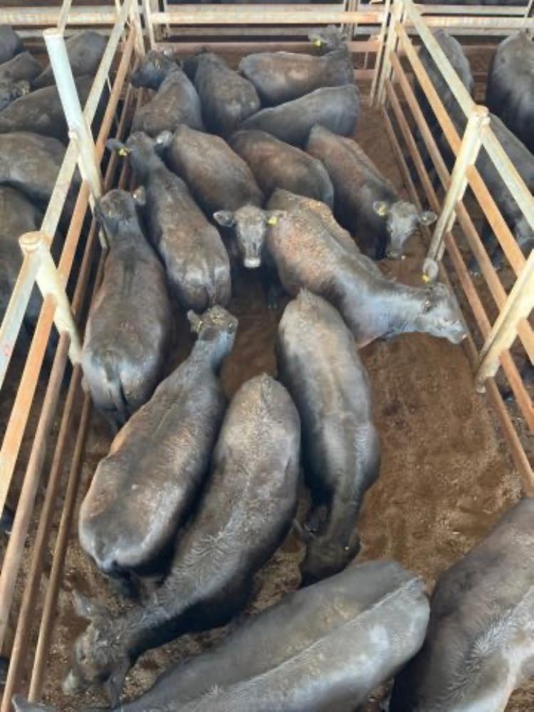 Pen 306-N - 16 Angus X Angus Weaner Heifers 314.70kg (Total weight ...