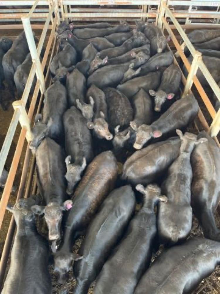 30 Angus X Angus Weaner Heifers 248.80kg (Total weight: 7465kg ...