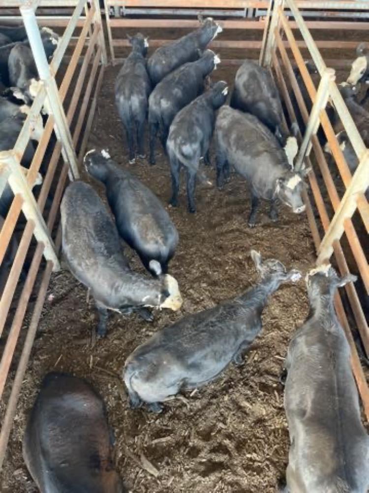 Pen 318-N - 11 Angus X Weaner Heifers 242.70kg (Total weight: 2670kg ...