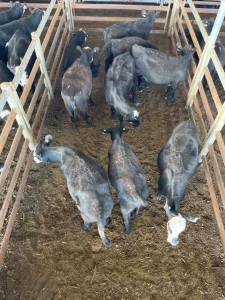 9 Angus X Weaner Heifers 222.20kg (Total weight: 2000kg) | AuctionsPlus