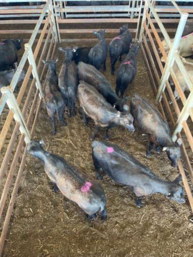 7 Angus X Angus Weaner Heifers 176.40kg (Total weight: 1235kg ...