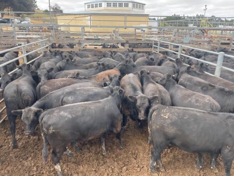 Pen 141/N - 40 Angus Weaner Heifers | AuctionsPlus