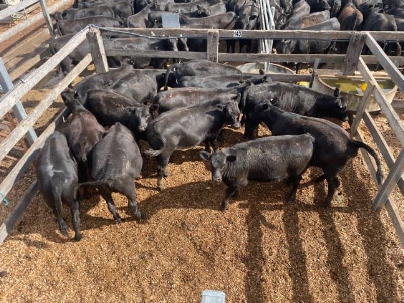 Pen 143/N - 12 Angus Weaner Heifers | AuctionsPlus