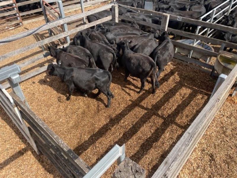 Pen 143/L - 1 Angus Weaner Heifers | AuctionsPlus