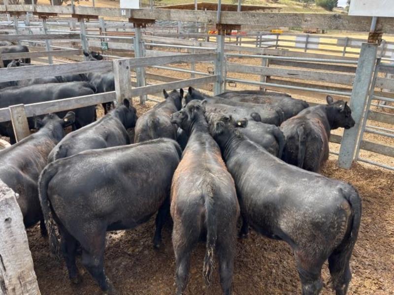Pen 8/N - 12 Angus Weaner Heifers | AuctionsPlus
