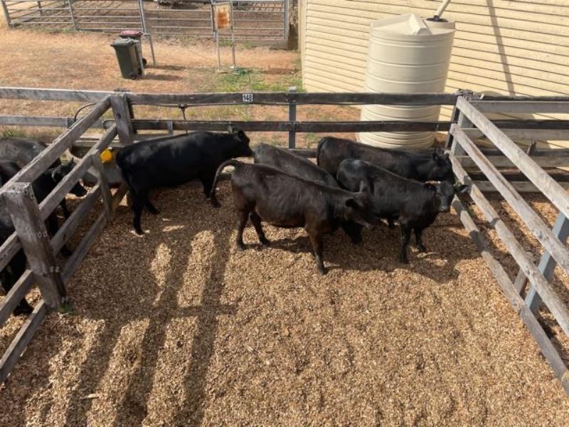 Pen 148/N - 4 Angus Weaner Heifers | AuctionsPlus