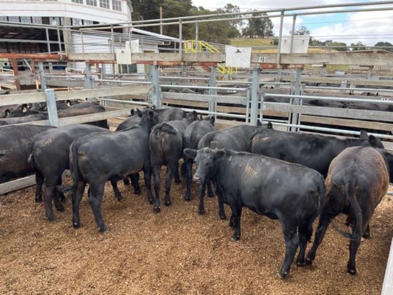 Pen 18/N - 11 Angus Weaner Heifers | AuctionsPlus