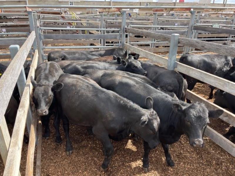 Pen 28/N - 8 Angus Weaner Heifers | AuctionsPlus