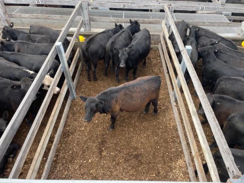 Pen 29/N - 4 Angus Weaner Heifers | AuctionsPlus